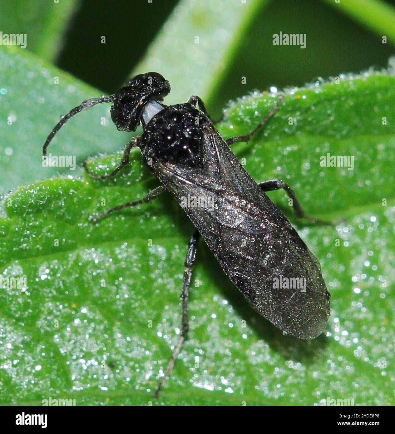 Common Sawflies (Tenthredinidae Stock Photo - Alamy