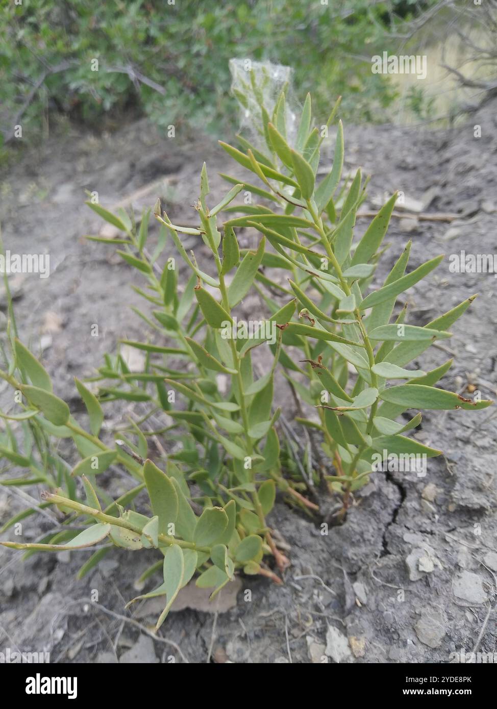 western comandra (Comandra umbellata pallida Stock Photo - Alamy