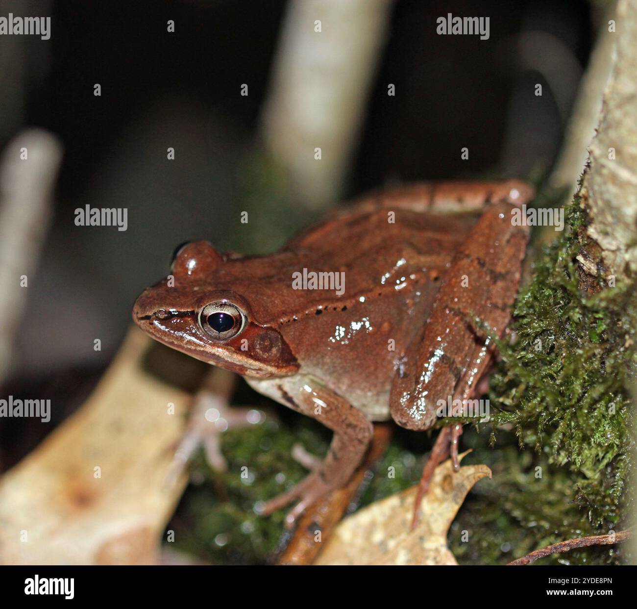 Wood Frog (Lithobates sylvaticus Stock Photo - Alamy