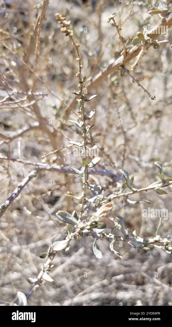 Cattle Saltbush (Atriplex polycarpa Stock Photo - Alamy