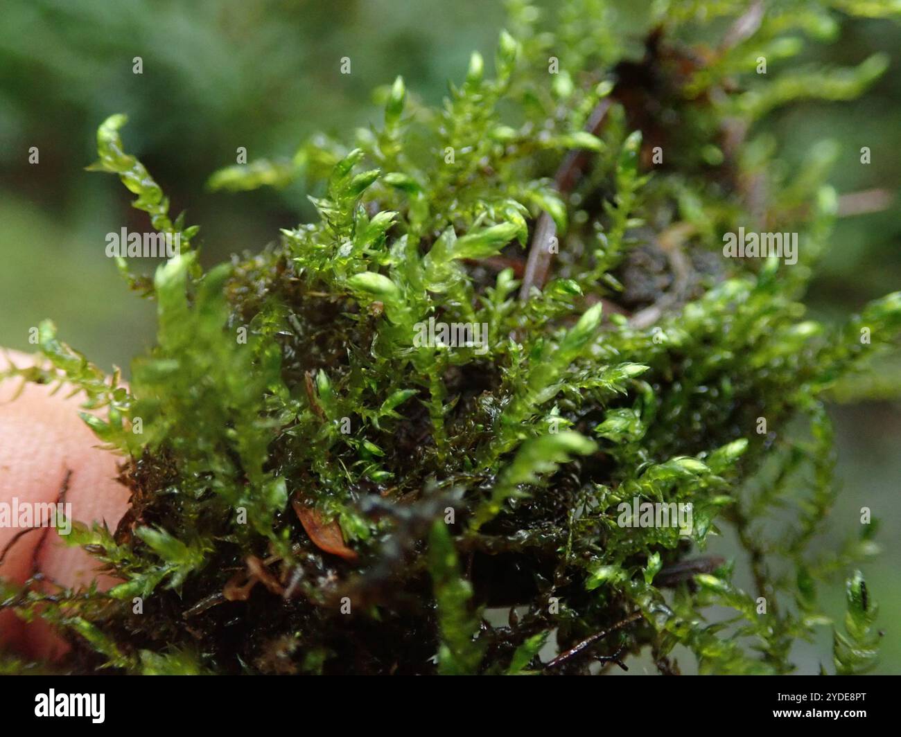 Waterside Feather Moss (Brachythecium rivulare Stock Photo - Alamy