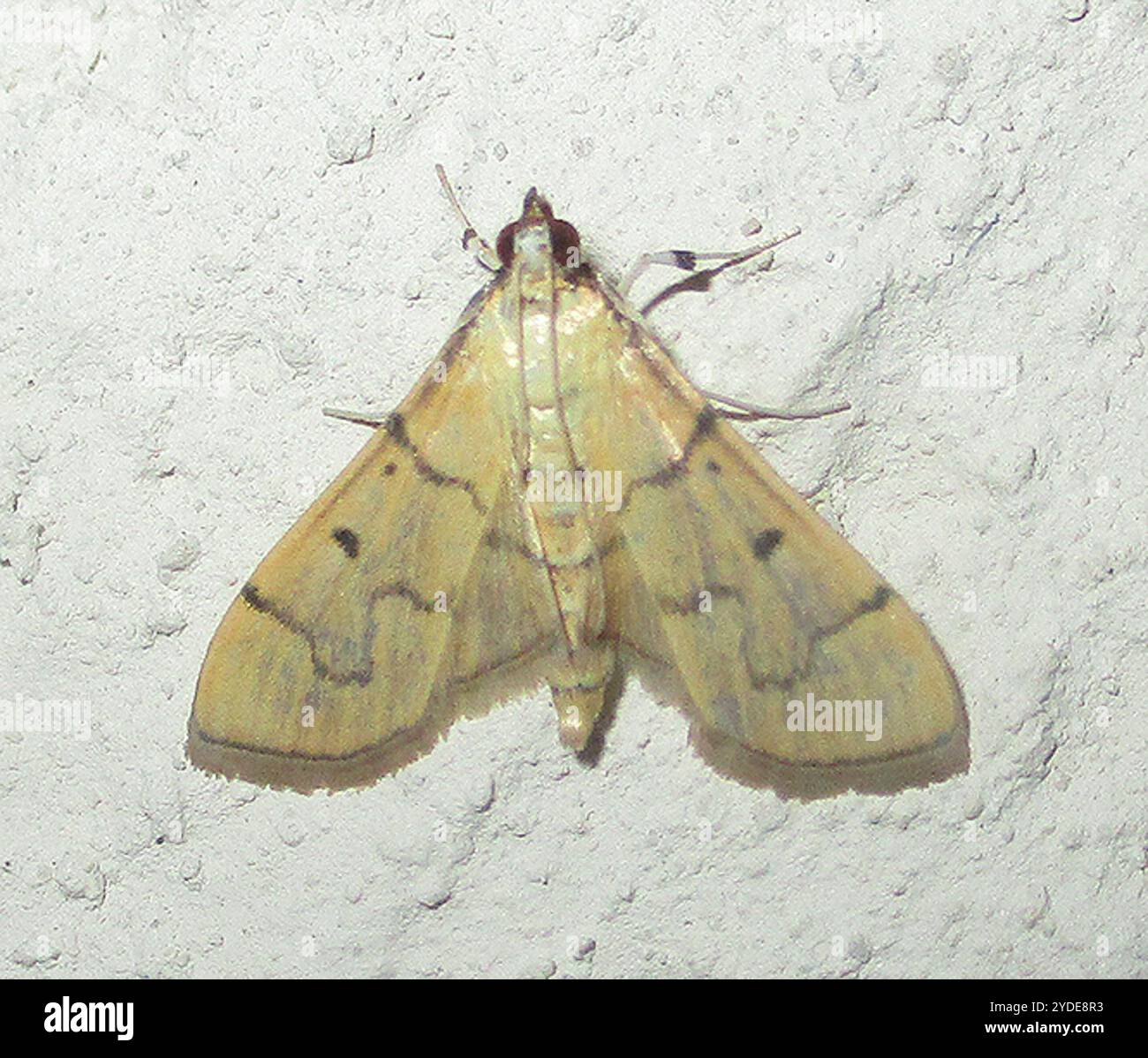 Pearl Moths (Spilomelinae Stock Photo - Alamy