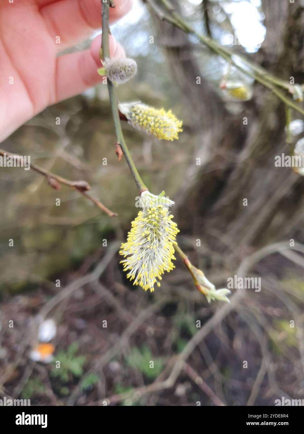 goat willow (Salix caprea Stock Photo - Alamy
