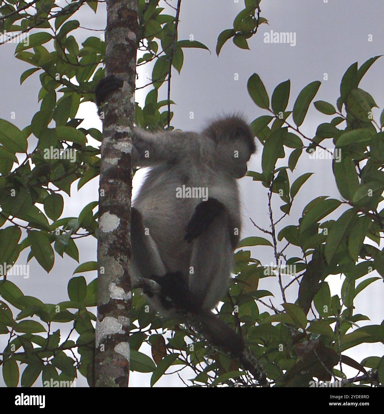 White-thighed Surili (Presbytis siamensis Stock Photo - Alamy