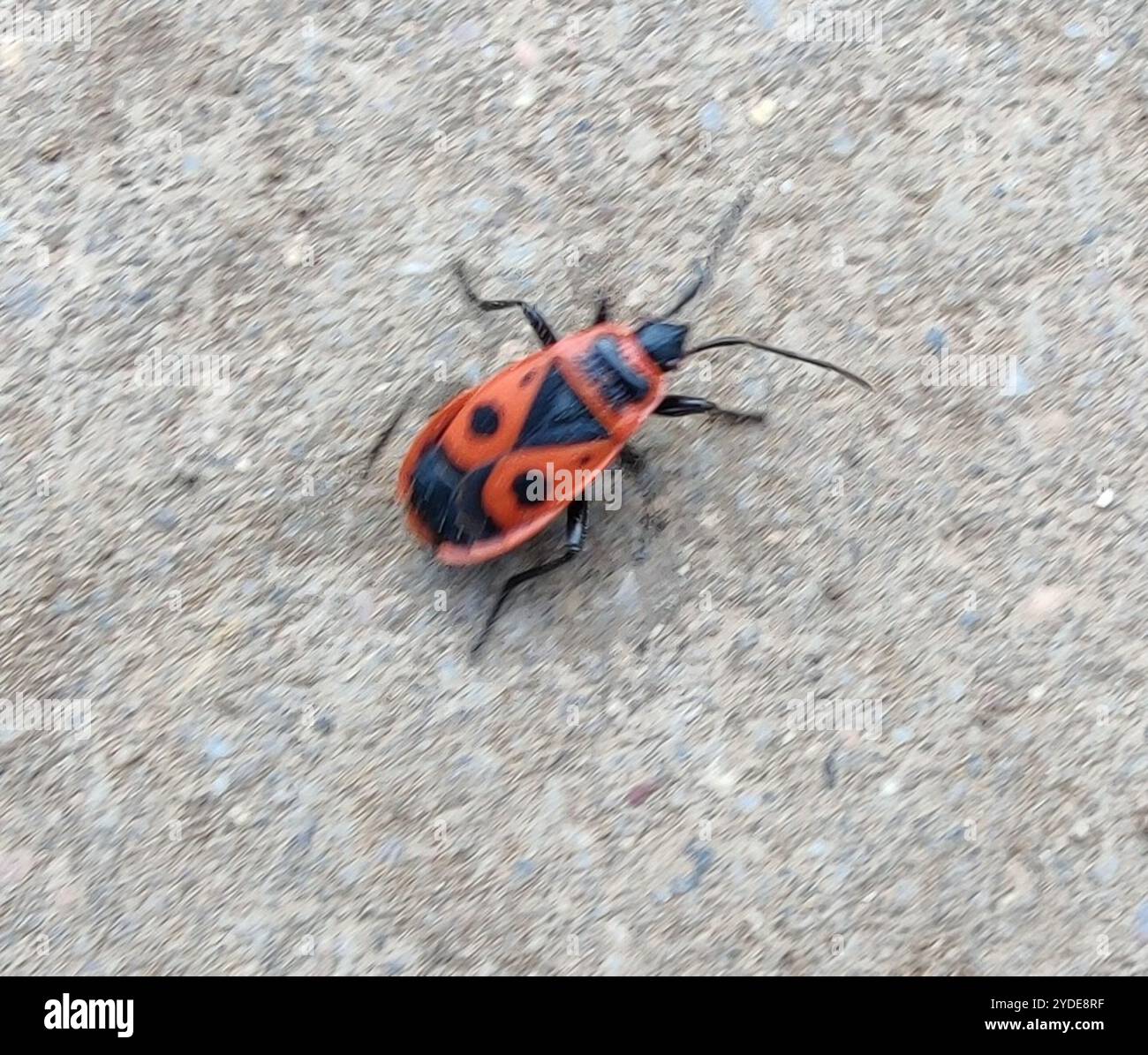 European Firebug (Pyrrhocoris apterus Stock Photo - Alamy
