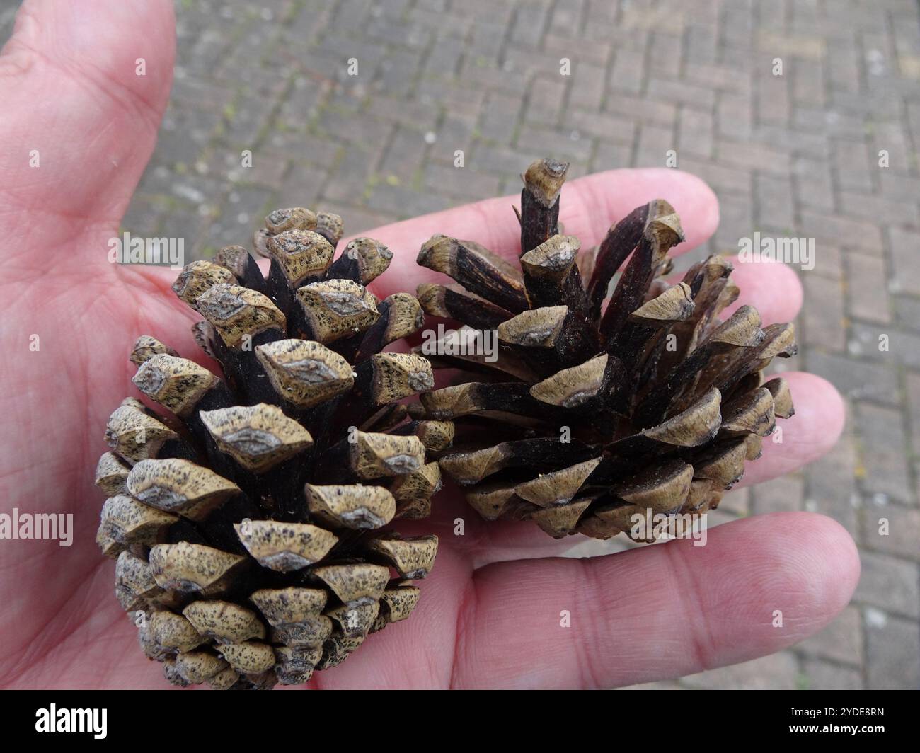maritime pine (Pinus pinaster Stock Photo - Alamy
