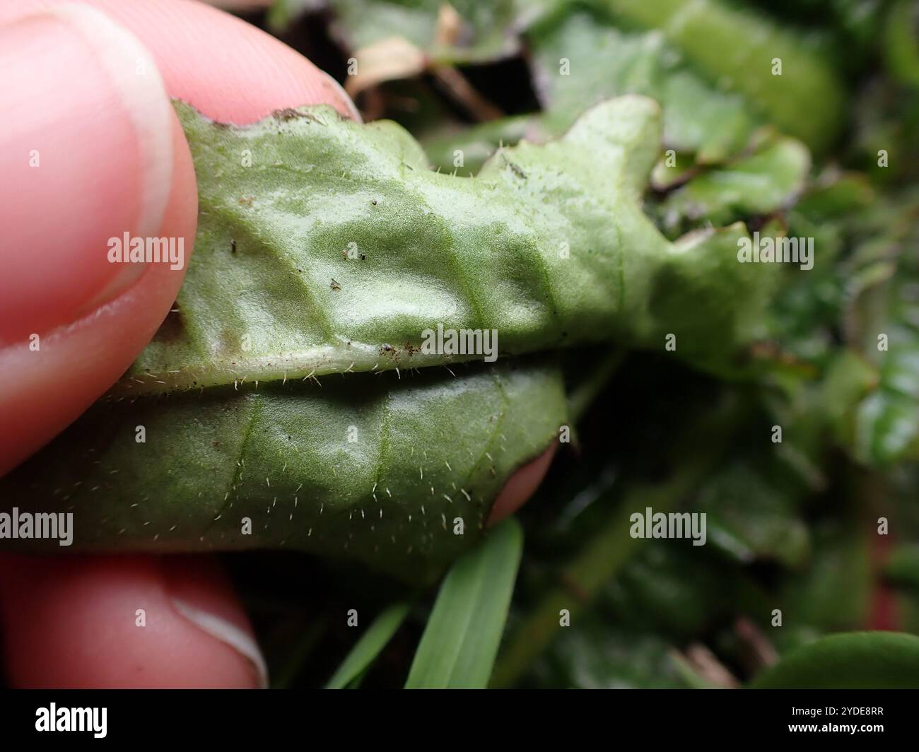 Common Cat's-ear (Hypochaeris radicata Stock Photo - Alamy