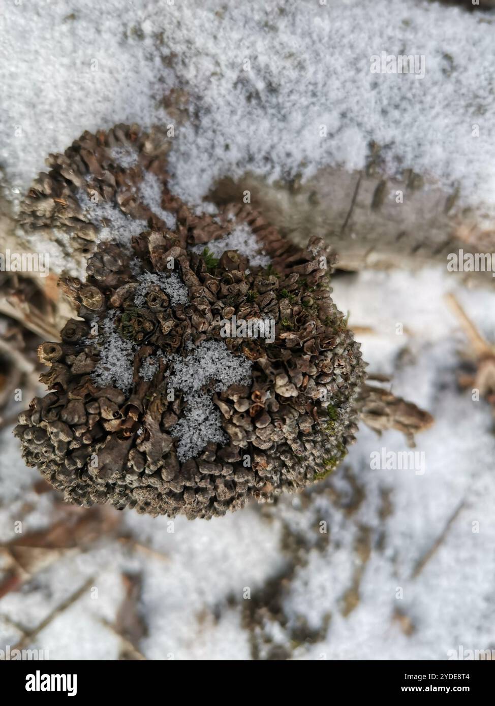Alder Root Gall Bacteria (Frankia alni Stock Photo - Alamy