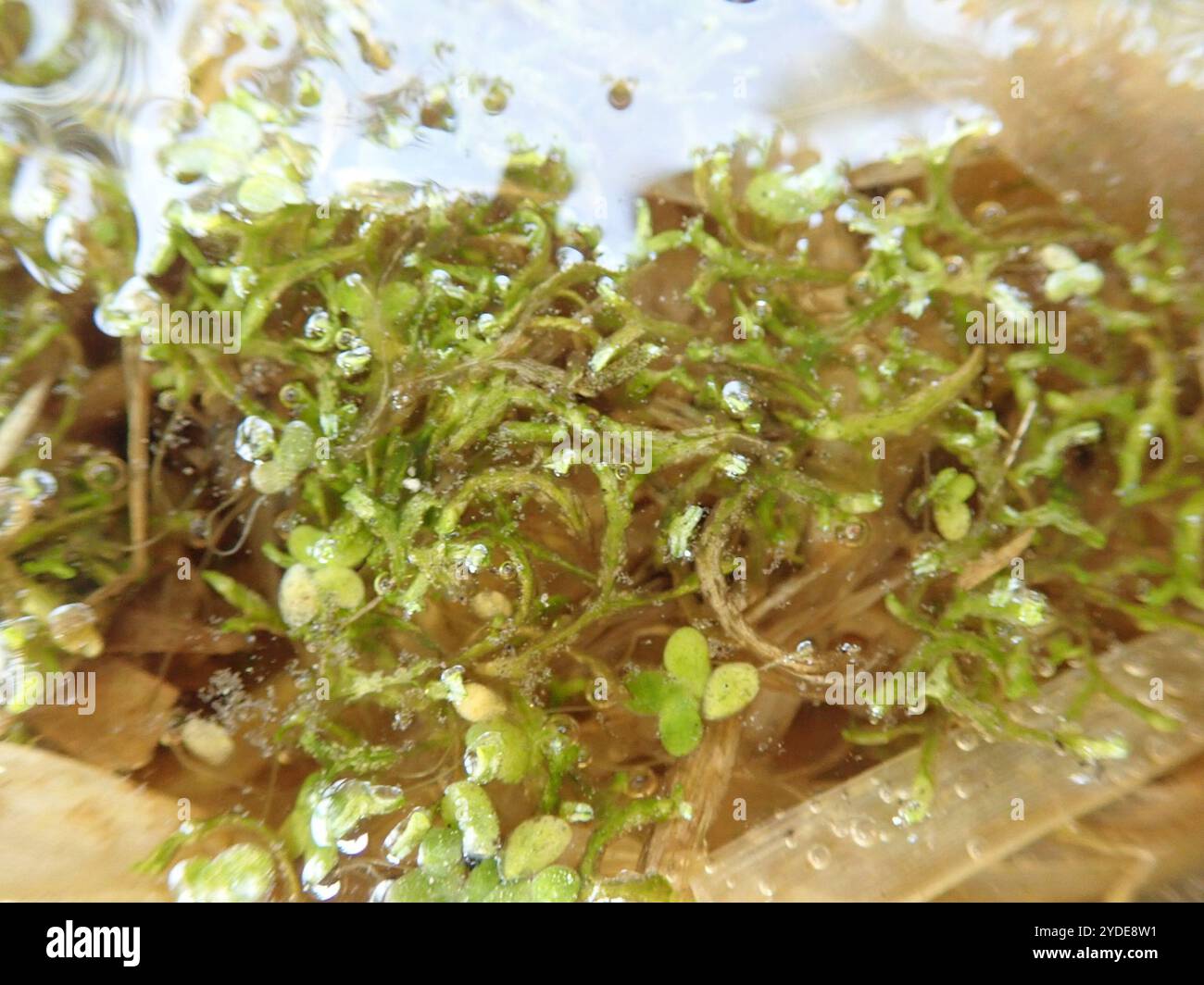 Floating Crystalwort (Riccia fluitans Stock Photo - Alamy