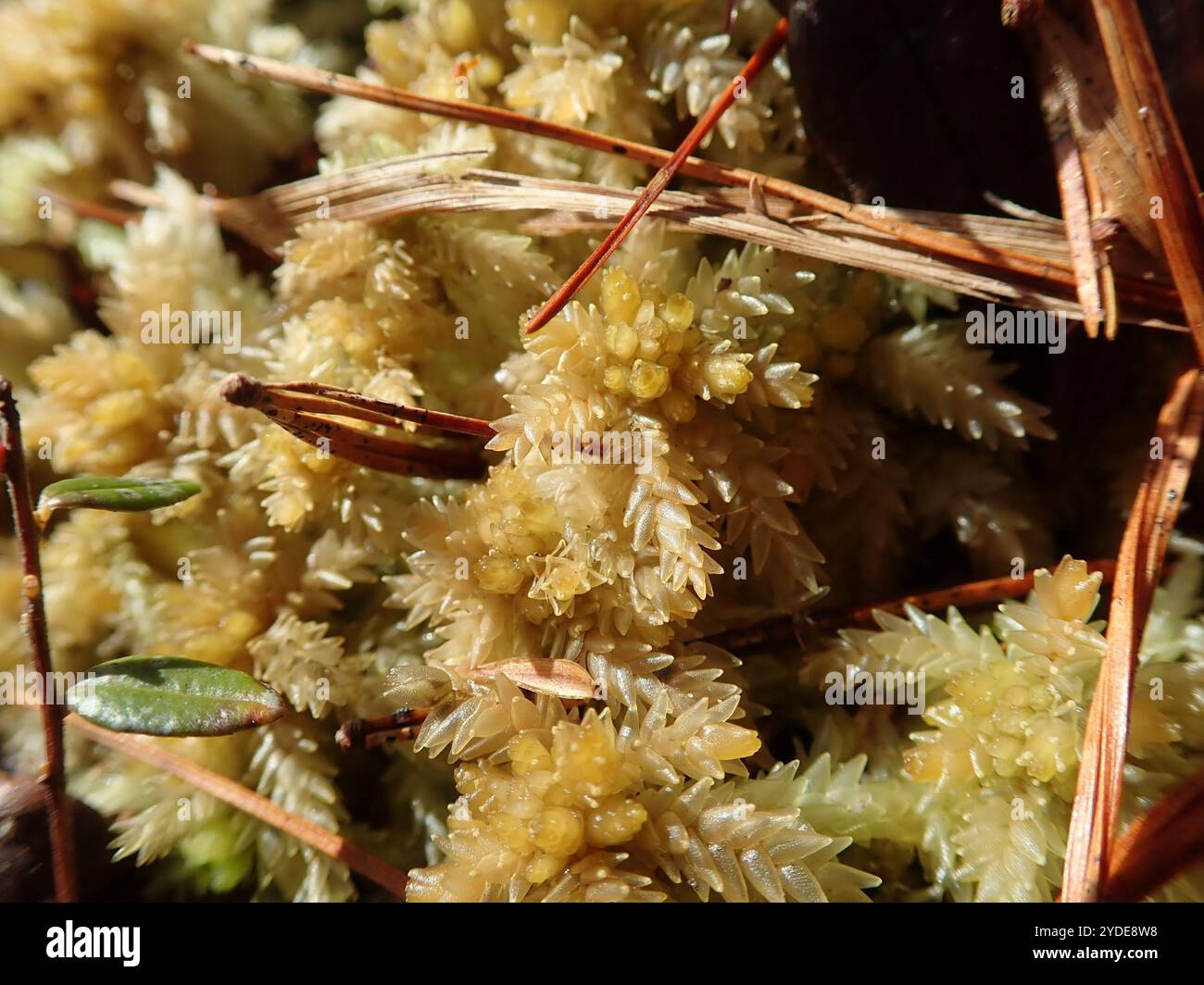 Papillose peatmoss hi-res stock photography and images - Alamy