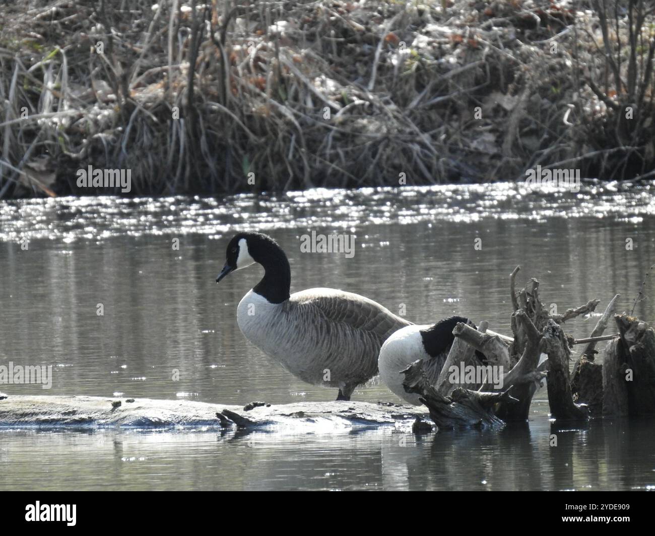 Canada Goose (Branta canadensis Stock Photo - Alamy