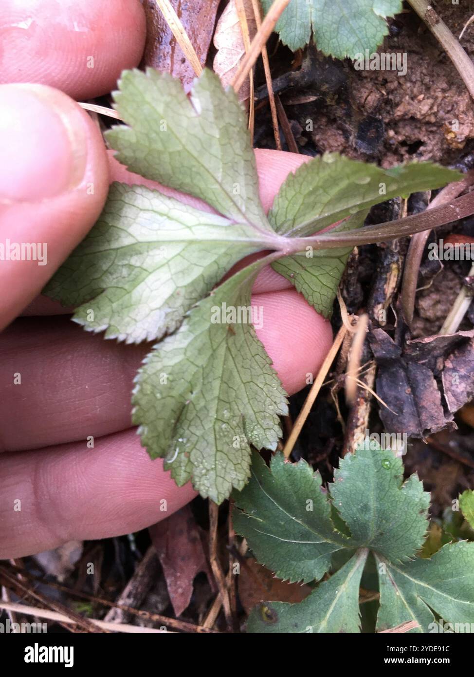 Black Snakeroot (Sanicula canadensis Stock Photo - Alamy