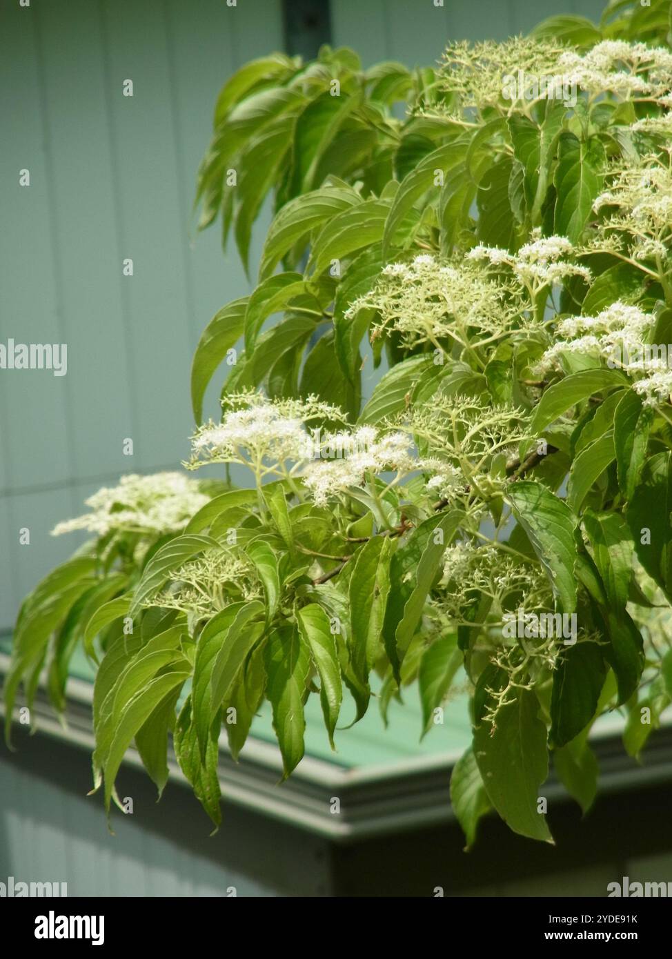Large-Leaf Dogwood (Cornus macrophylla Stock Photo - Alamy