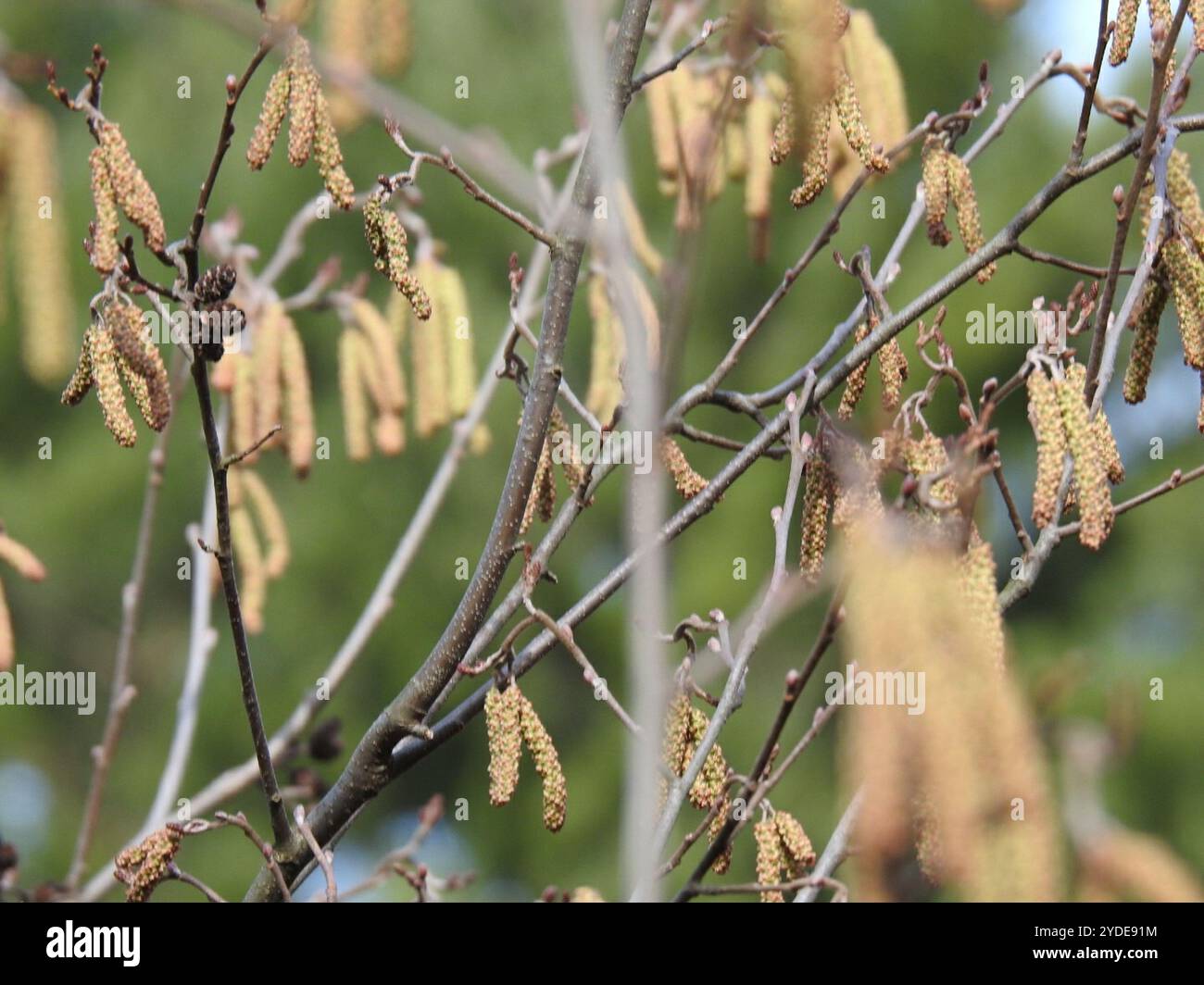 Birch family betulaceae hi-res stock photography and images - Alamy