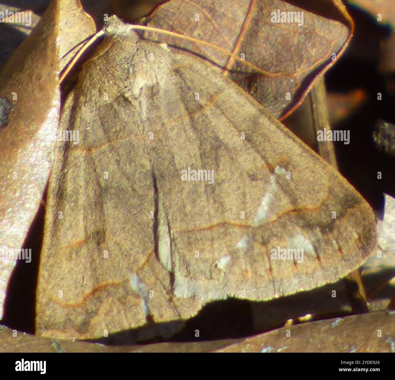 Common Oak Moth (Phoberia atomaris Stock Photo - Alamy
