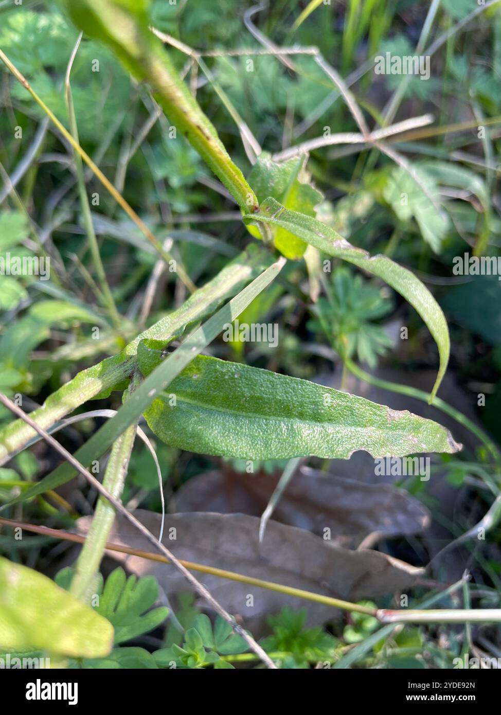 Rosilla hi-res stock photography and images - Alamy