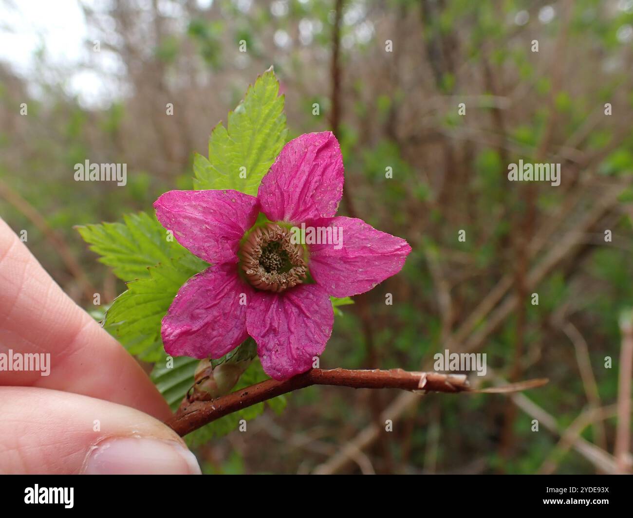 Salmonberry (Rubus spectabilis Stock Photo - Alamy
