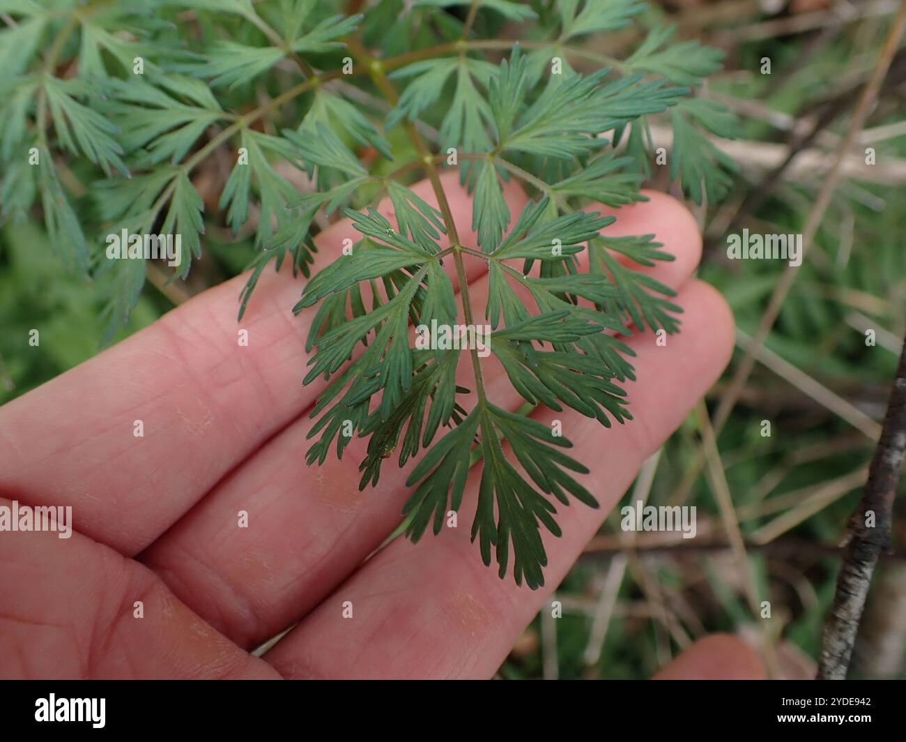 Fernleaf Biscuitroot (Lomatium dissectum Stock Photo - Alamy
