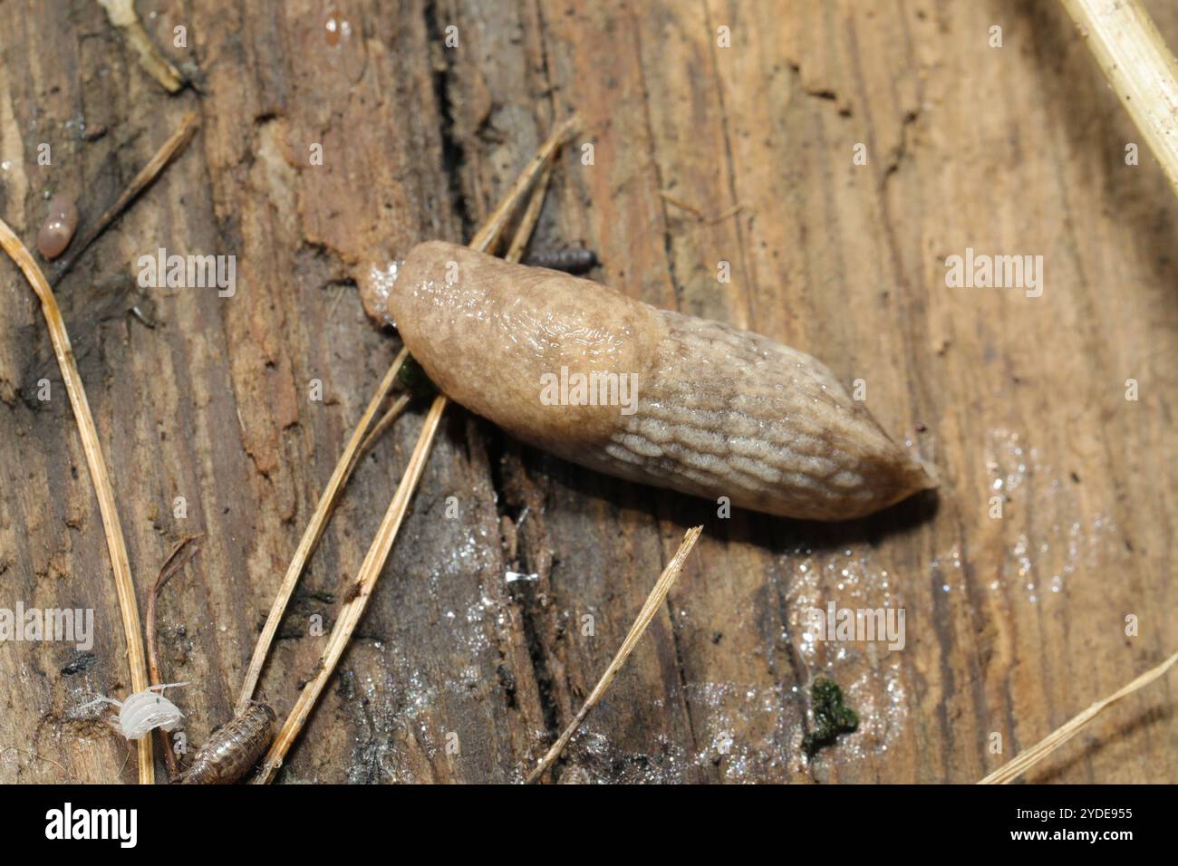 Milky Slug (Deroceras reticulatum Stock Photo - Alamy