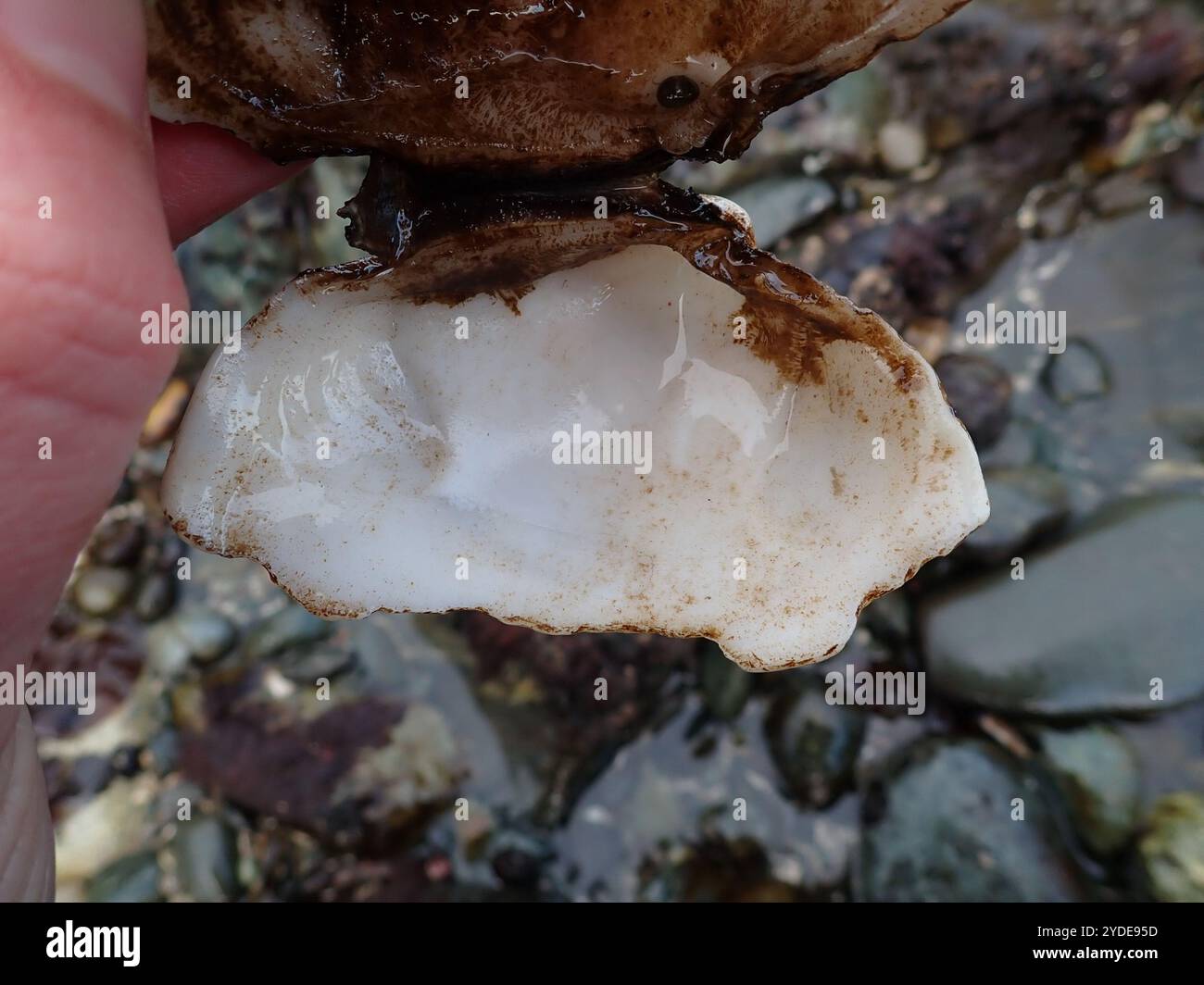 Butter Clam (Saxidomus gigantea Stock Photo - Alamy