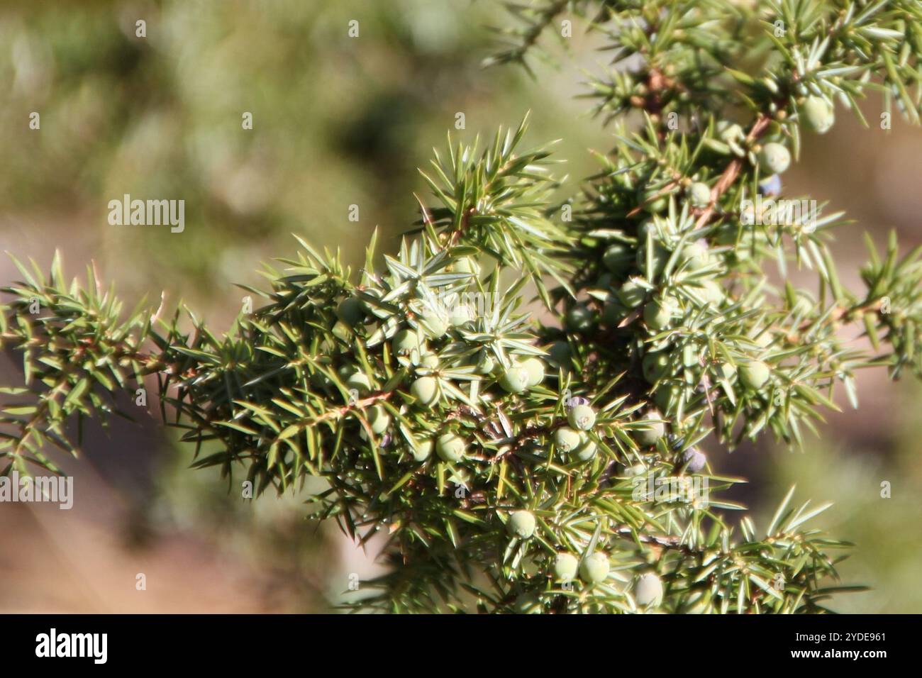common juniper (Juniperus communis Stock Photo - Alamy