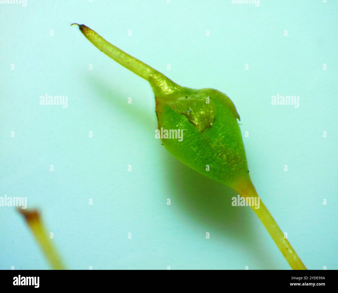 common bladder moss (Physcomitrium pyriforme Stock Photo - Alamy