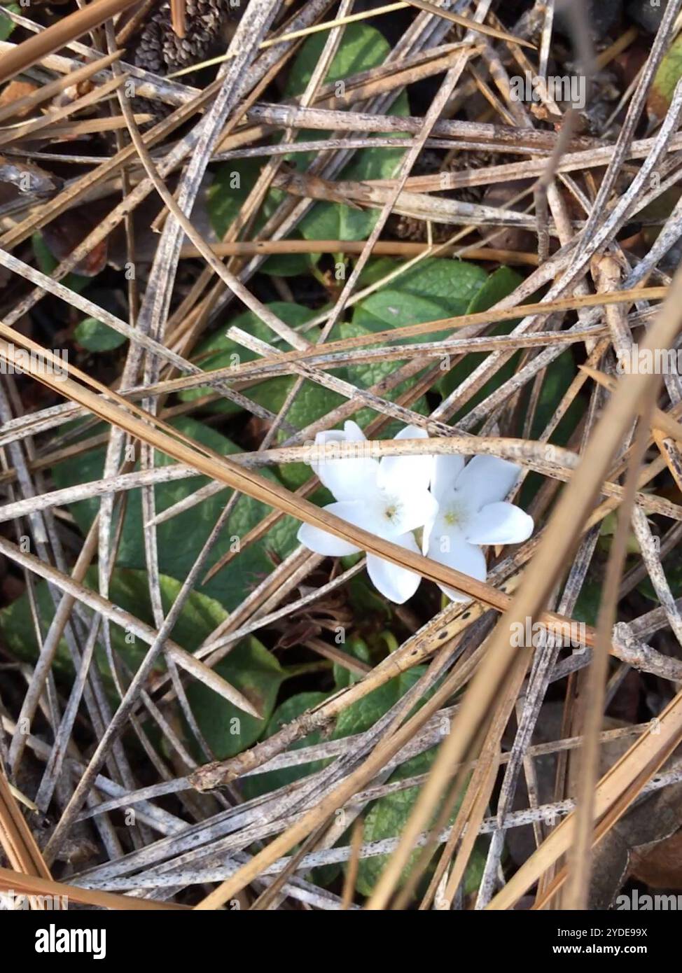 trailing arbutus (Epigaea repens Stock Photo - Alamy