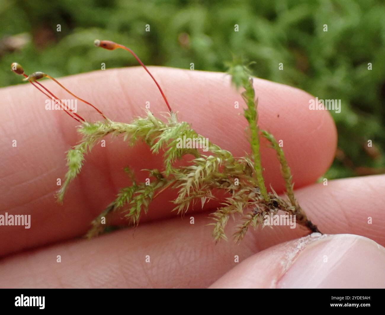 Cat's Tail Moss (Pseudisothecium stoloniferum Stock Photo - Alamy