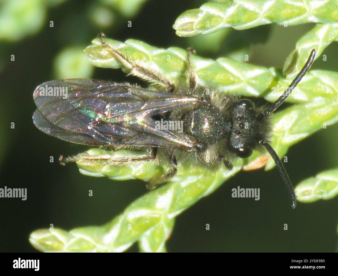 Mining Bees (Andrena Stock Photo - Alamy