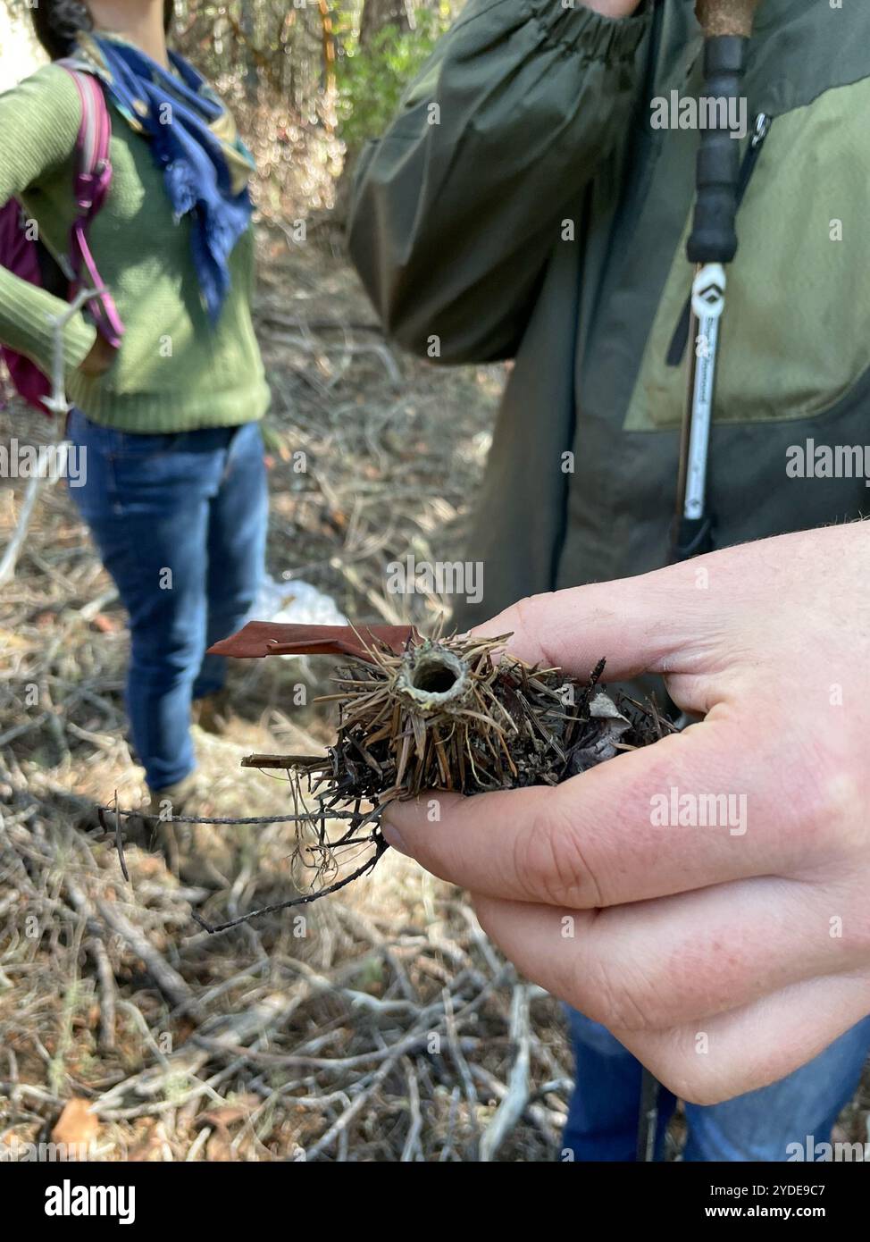 California Turret Spider (Atypoides riversi Stock Photo - Alamy