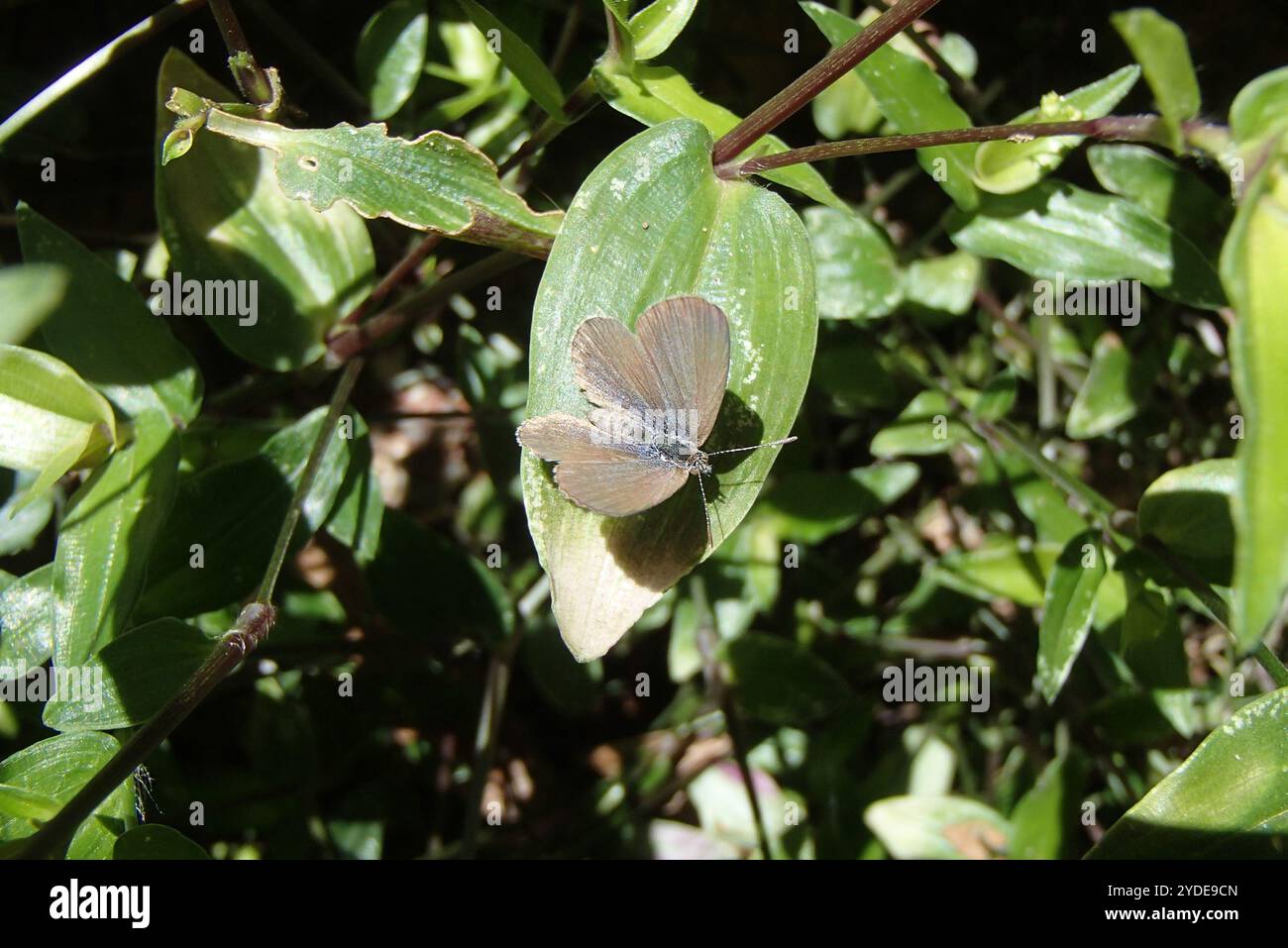 Gossamer-winged Butterflies (Lycaenidae Stock Photo - Alamy