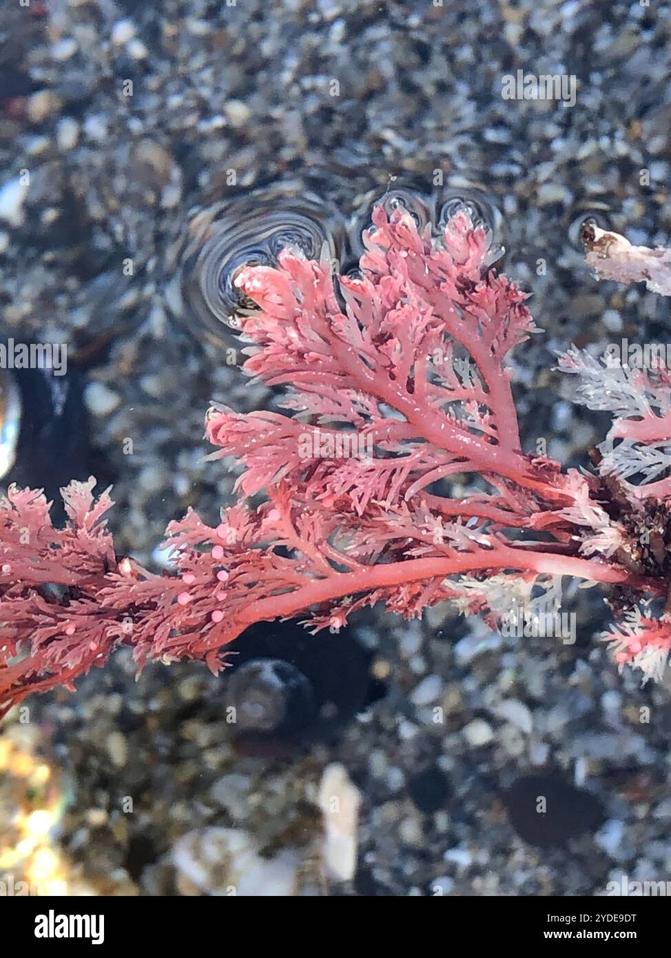 Sea Comb (Plocamium cartilagineum Stock Photo - Alamy