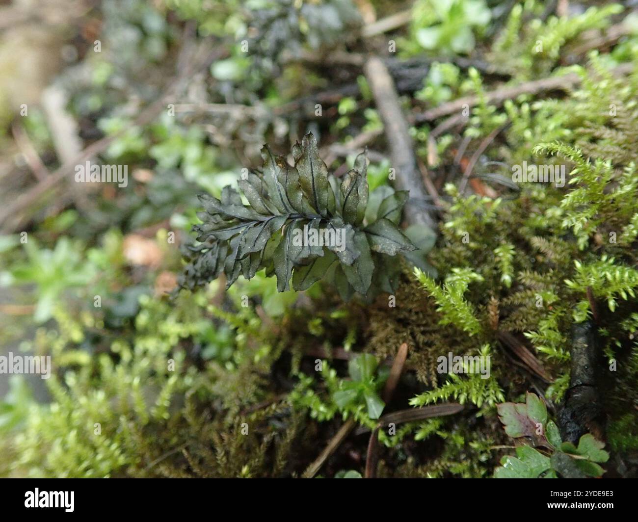 Badge Moss (Plagiomnium insigne Stock Photo - Alamy
