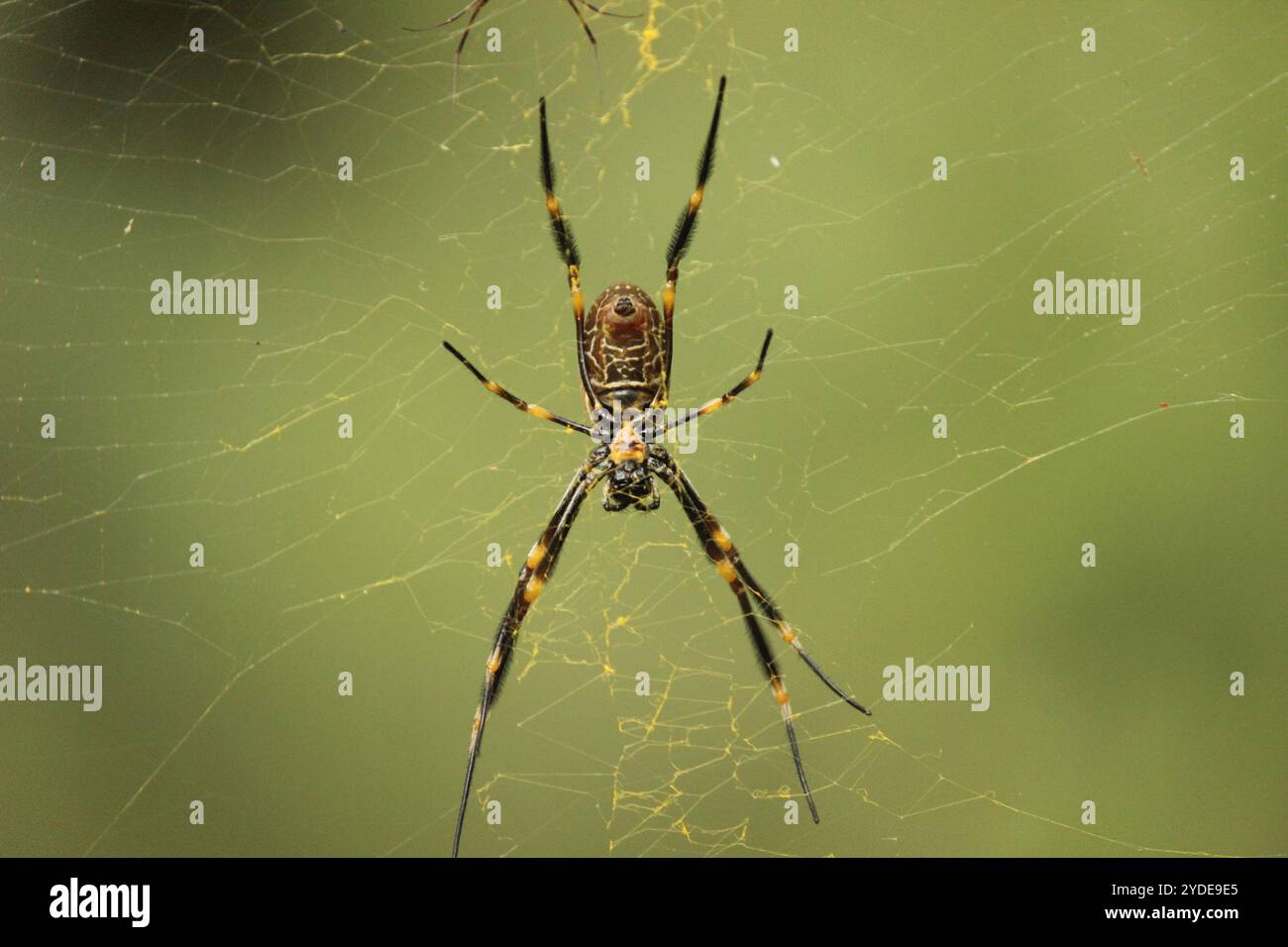 Tiger Spider (Trichonephila plumipes Stock Photo - Alamy