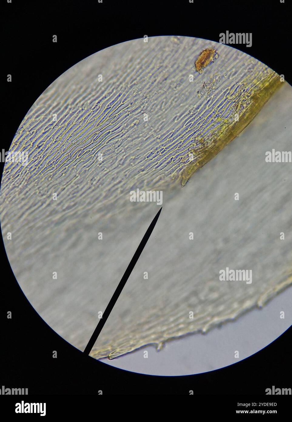 Common striated feather moss hi-res stock photography and images - Alamy