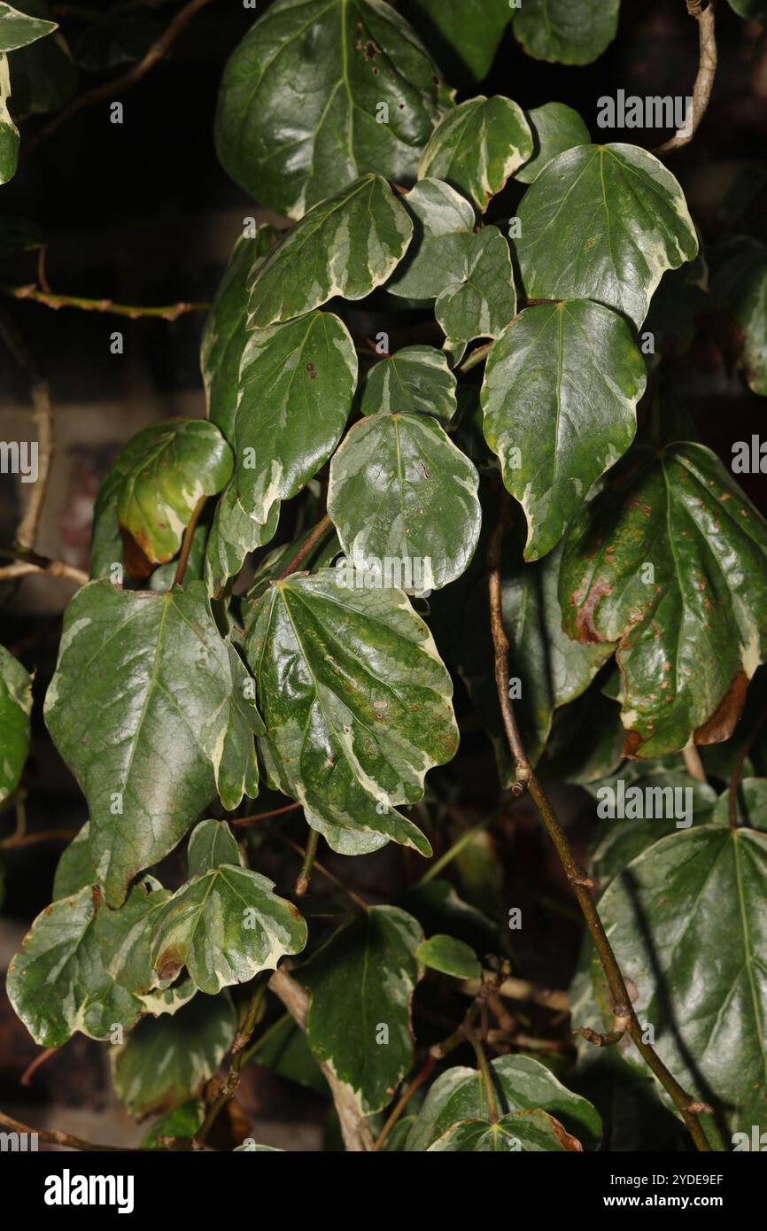 Persian Ivy (Hedera colchica Stock Photo - Alamy