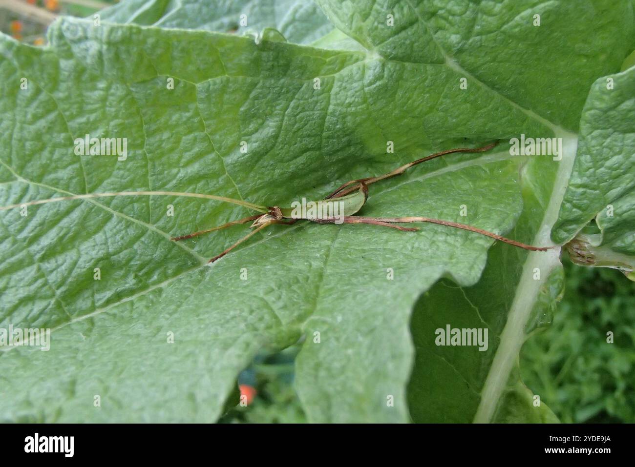 Balsam Beast (Anthophiloptera dryas Stock Photo - Alamy