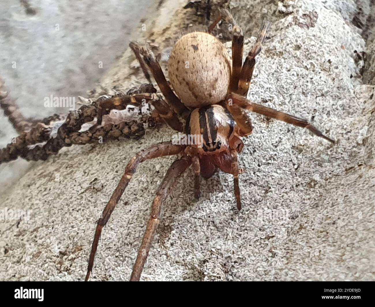 Sheetweb Spiders (Cambridgea Stock Photo - Alamy
