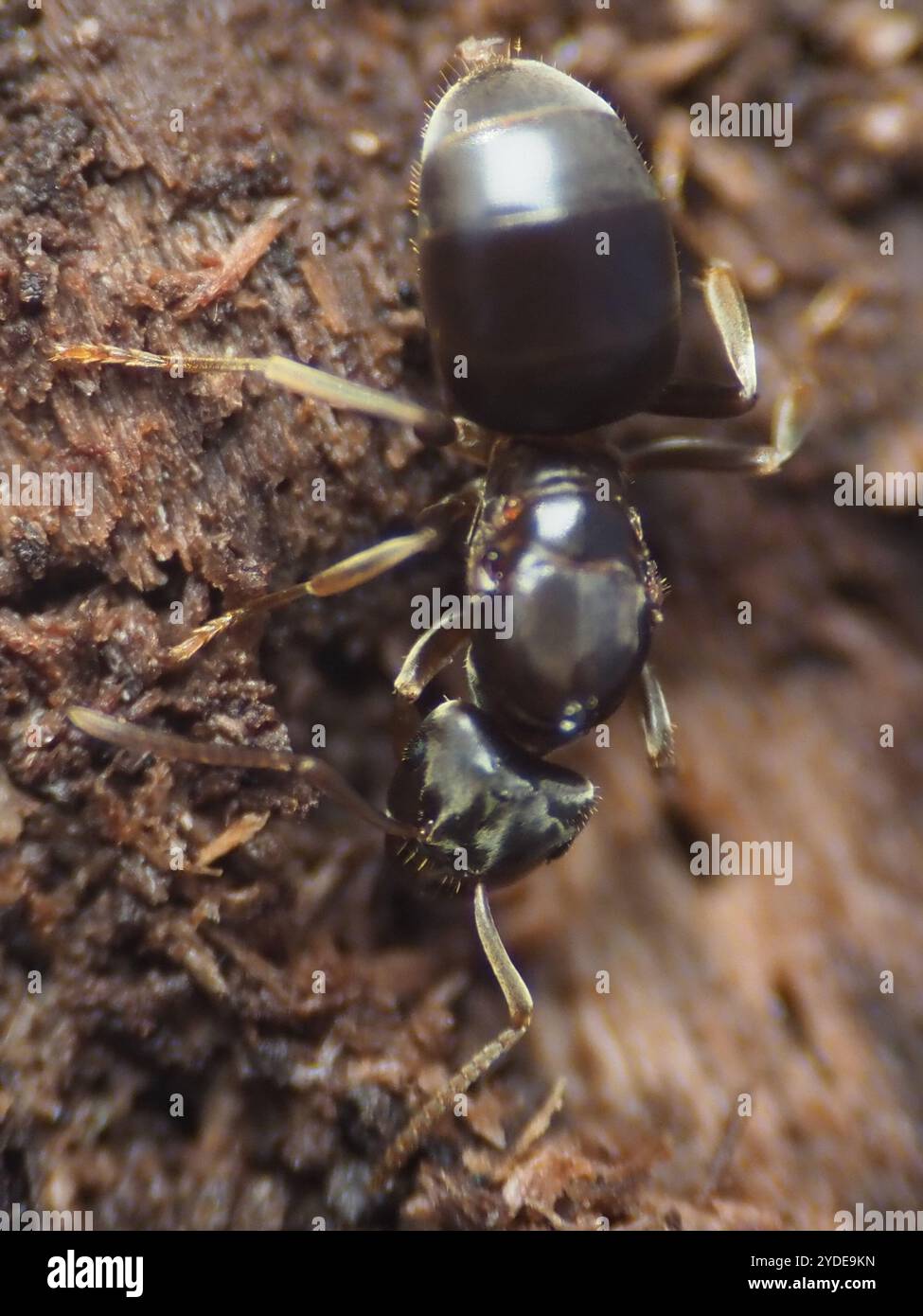 Shaded Fuzzy Ant (Lasius aphidicola Stock Photo - Alamy
