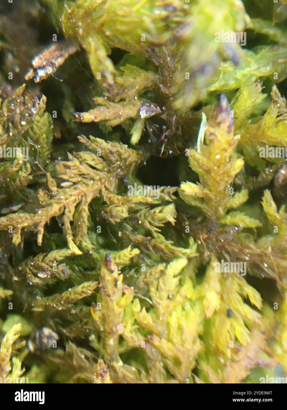 delicate fern moss (Thuidium delicatulum Stock Photo - Alamy