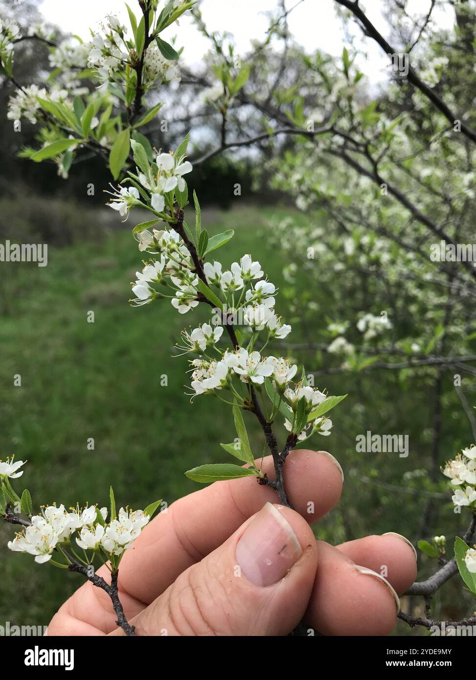 Creek plum (Prunus rivularis Stock Photo - Alamy