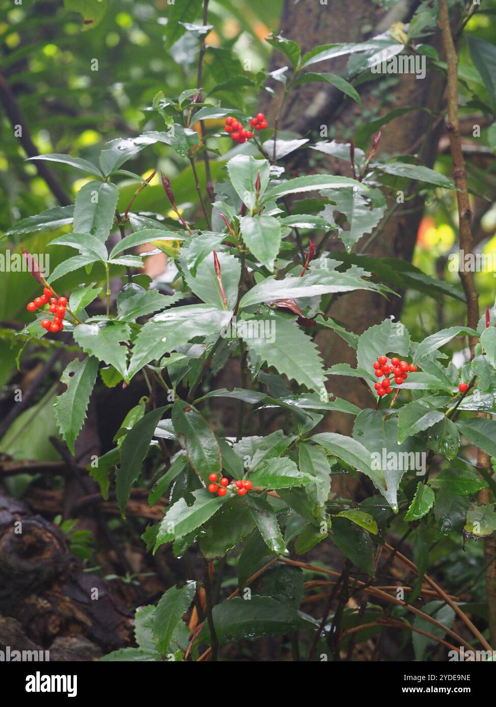 Glabrous Sarcandra Herb (Sarcandra glabra Stock Photo - Alamy