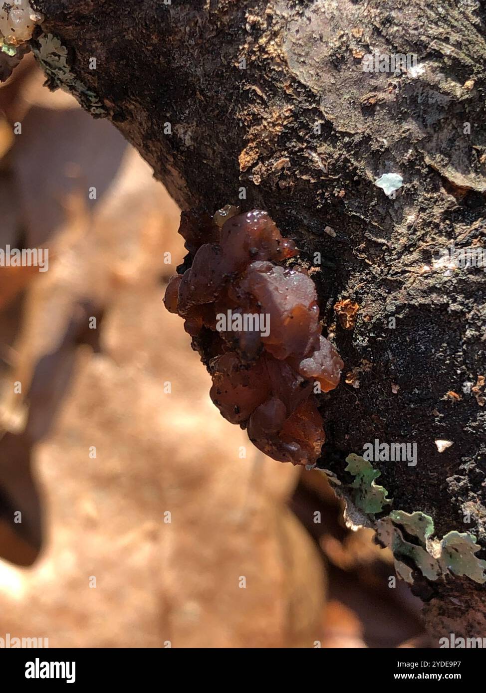 amber jelly fungus (Exidia recisa Stock Photo - Alamy