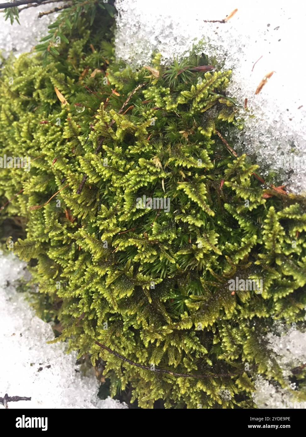 brocade moss (Callicladium imponens Stock Photo - Alamy