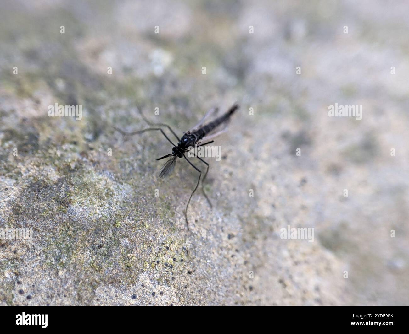Non-biting Midges (Chironomidae Stock Photo - Alamy