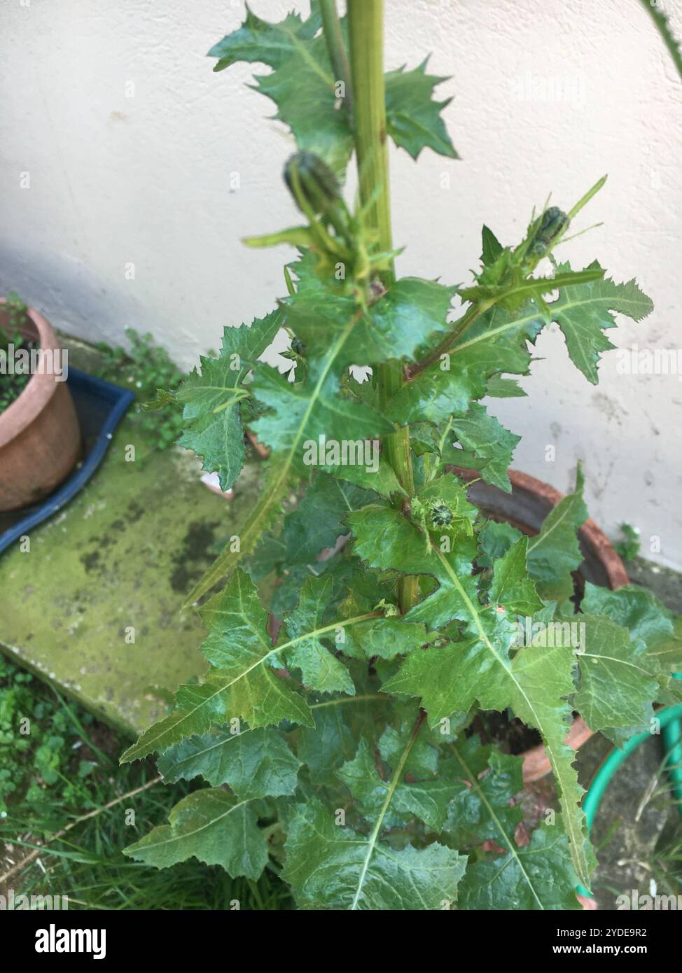 False Hawkbit (Urospermum picroides Stock Photo - Alamy