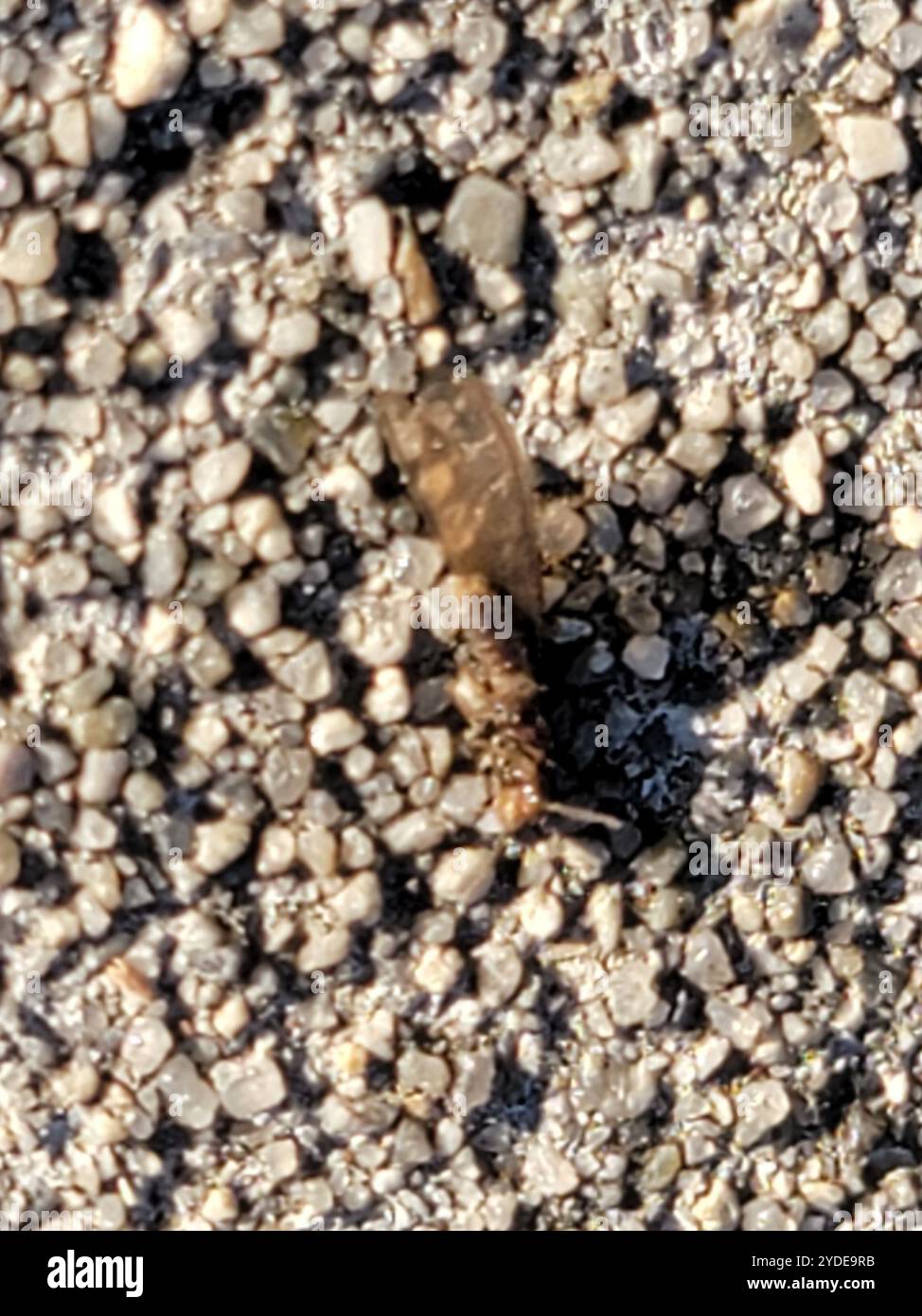 Western Subterranean Termite (Reticulitermes hesperus Stock Photo - Alamy