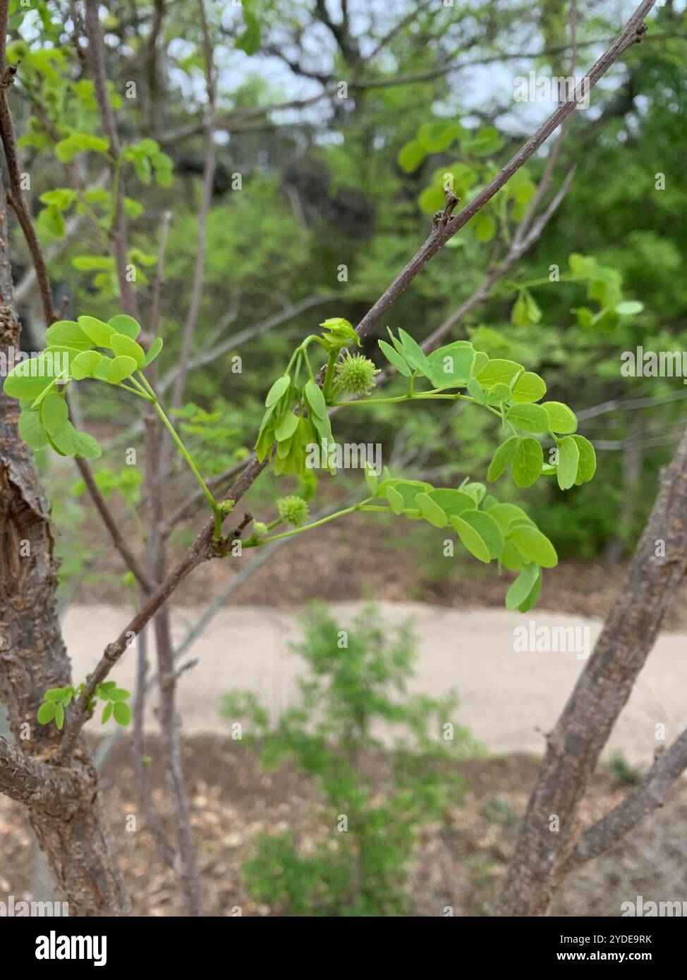 Golden-ball Lead Tree (Leucaena retusa Stock Photo - Alamy