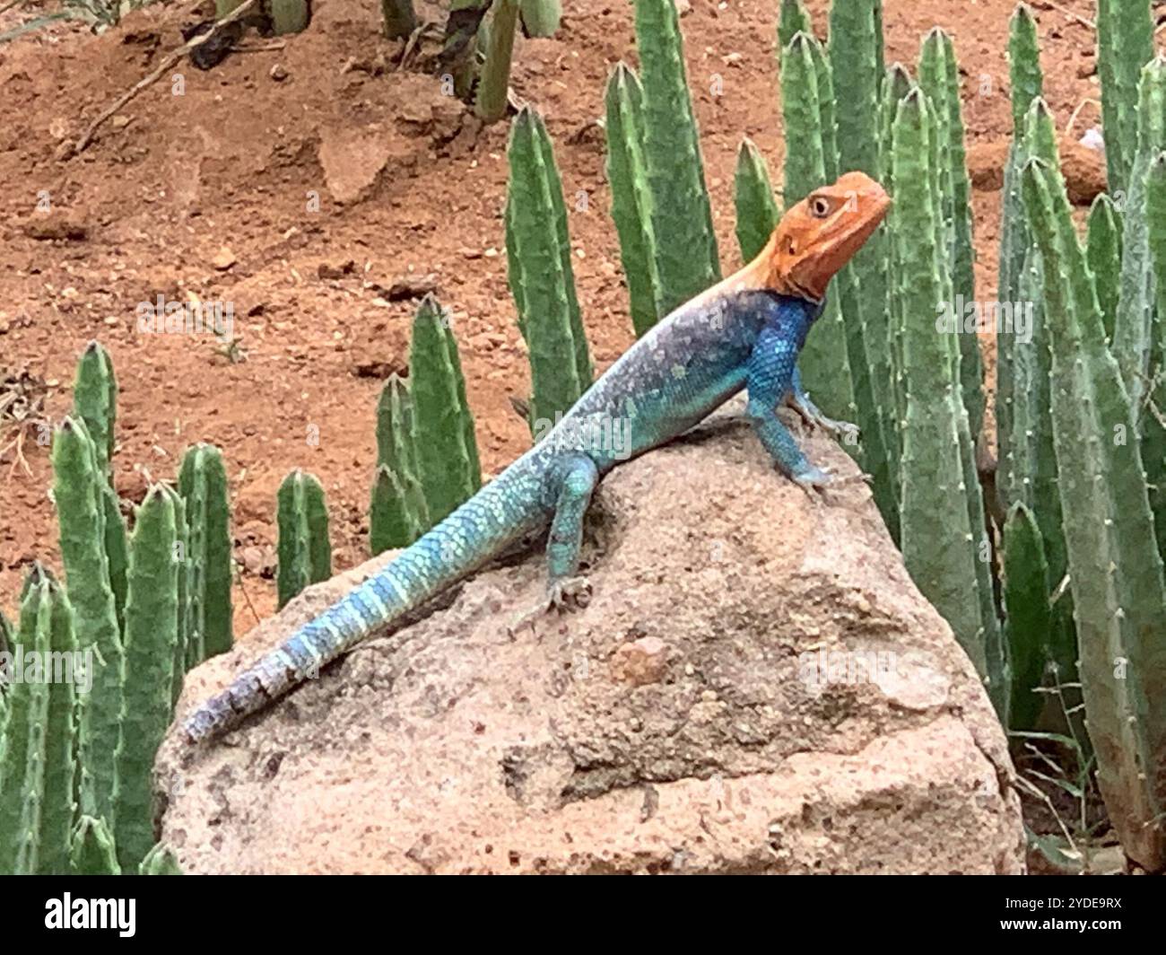 Kenyan Rock Agama (Agama lionotus Stock Photo - Alamy