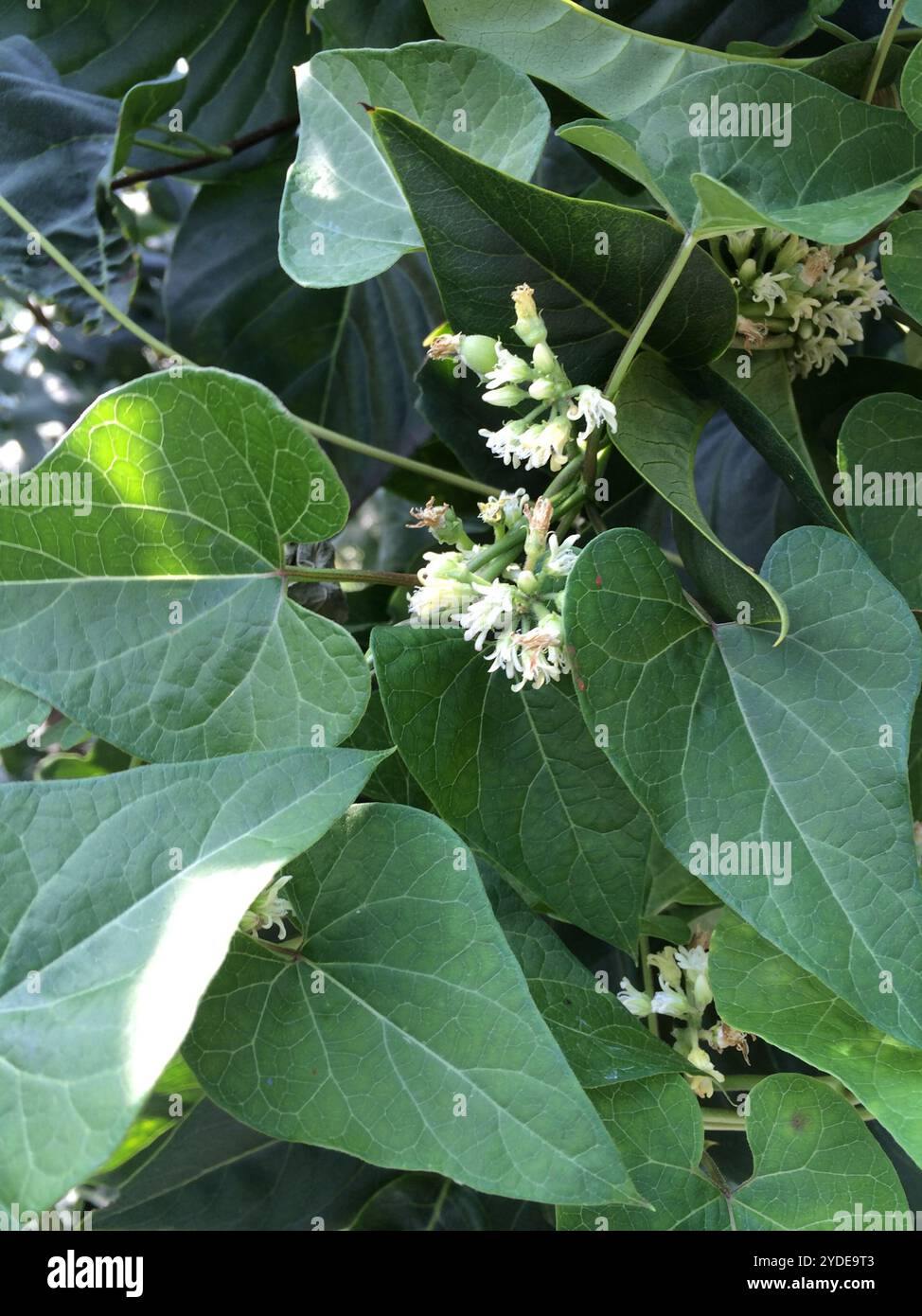 honey-vine climbing milkweed (Cynanchum laeve Stock Photo - Alamy